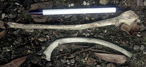 LSU FACES Laboratory